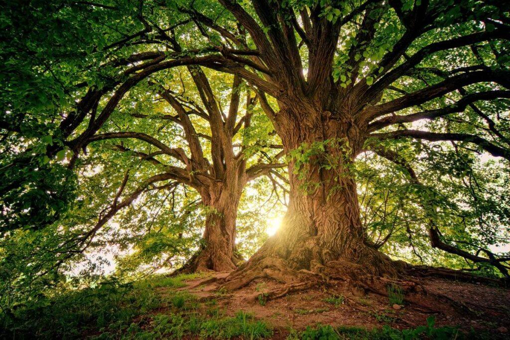 How To Make Tree In Little Alchemy 2 A Step by Step Guide Alkridge