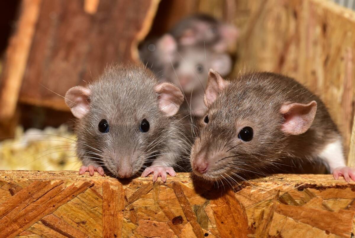 Discover The Secrets Creating A Mouse In Little Alchemy 1 Made Simple 